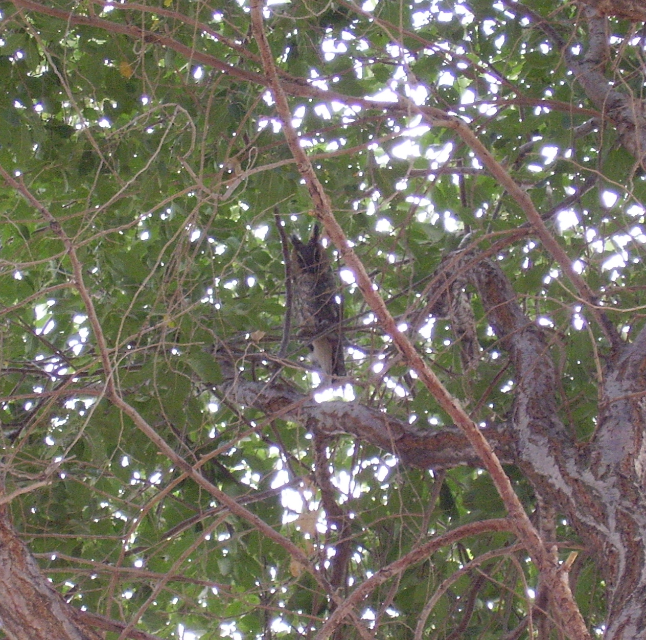 SEO SEGOVIA: ALIMENTACIÓN DEL BÚHO CHICO (Asio otus) EN AMBIENTES URBANOS