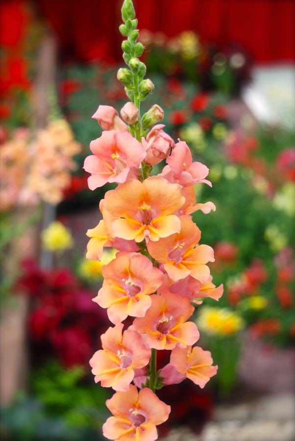 Wife, Mother, Gardener: Have You Seen the New Butterfly Snapdragons?...