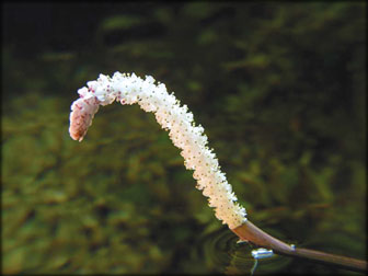 ශ්‍රී ලංකාවේ දුර්ලභ මල්