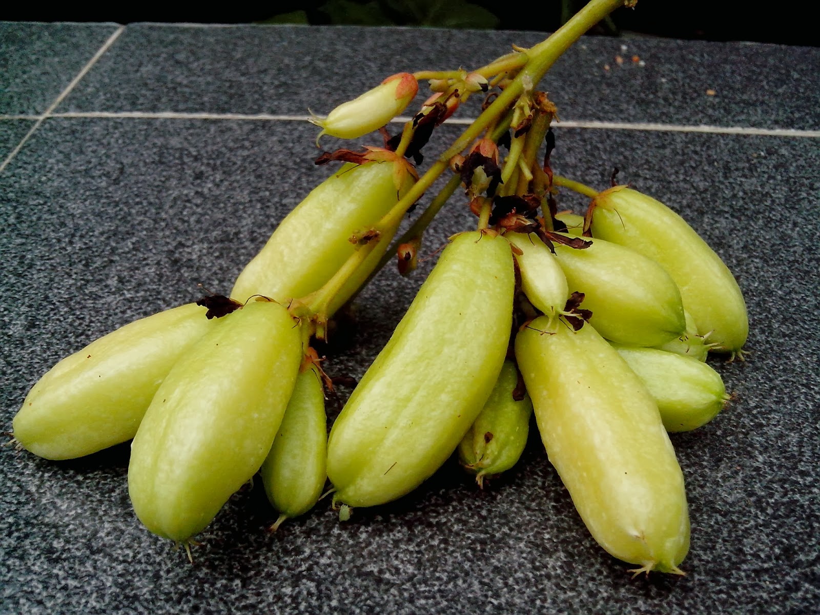 Endah Murniyati's Journey: FRUIT OF THE WEEK - BILIMBI