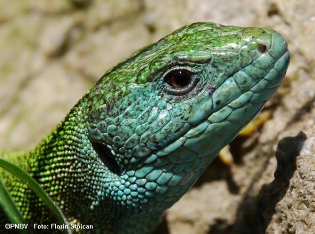 Pasărea ceţii: Tobarlanii. Guşterele _ fragment