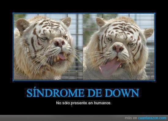 CMC 13-14: Kenny, la historia del tigre blanco con Síndrome de Down.