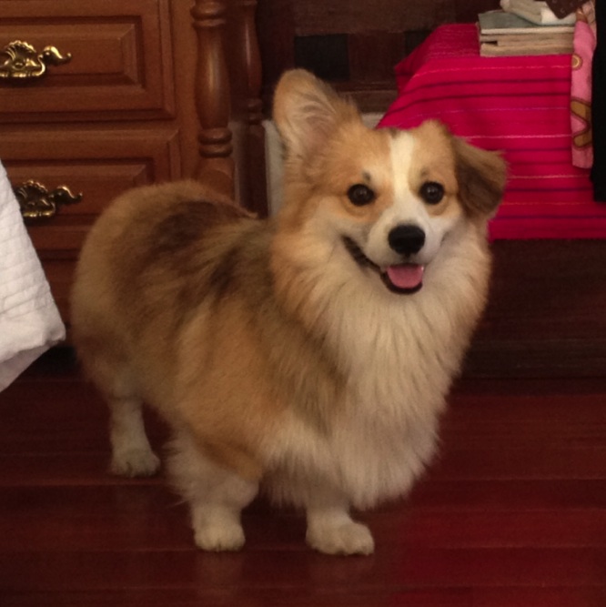 corgipembrokemexico: Welsh Corgi Pembroke. Que son los Corgi Fluff, Y ...