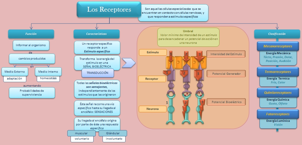 Amigos Para Siempre Mapas Conceptuales Esquemas Diagramas Gr Ficos 153846 Hot Sex Picture
