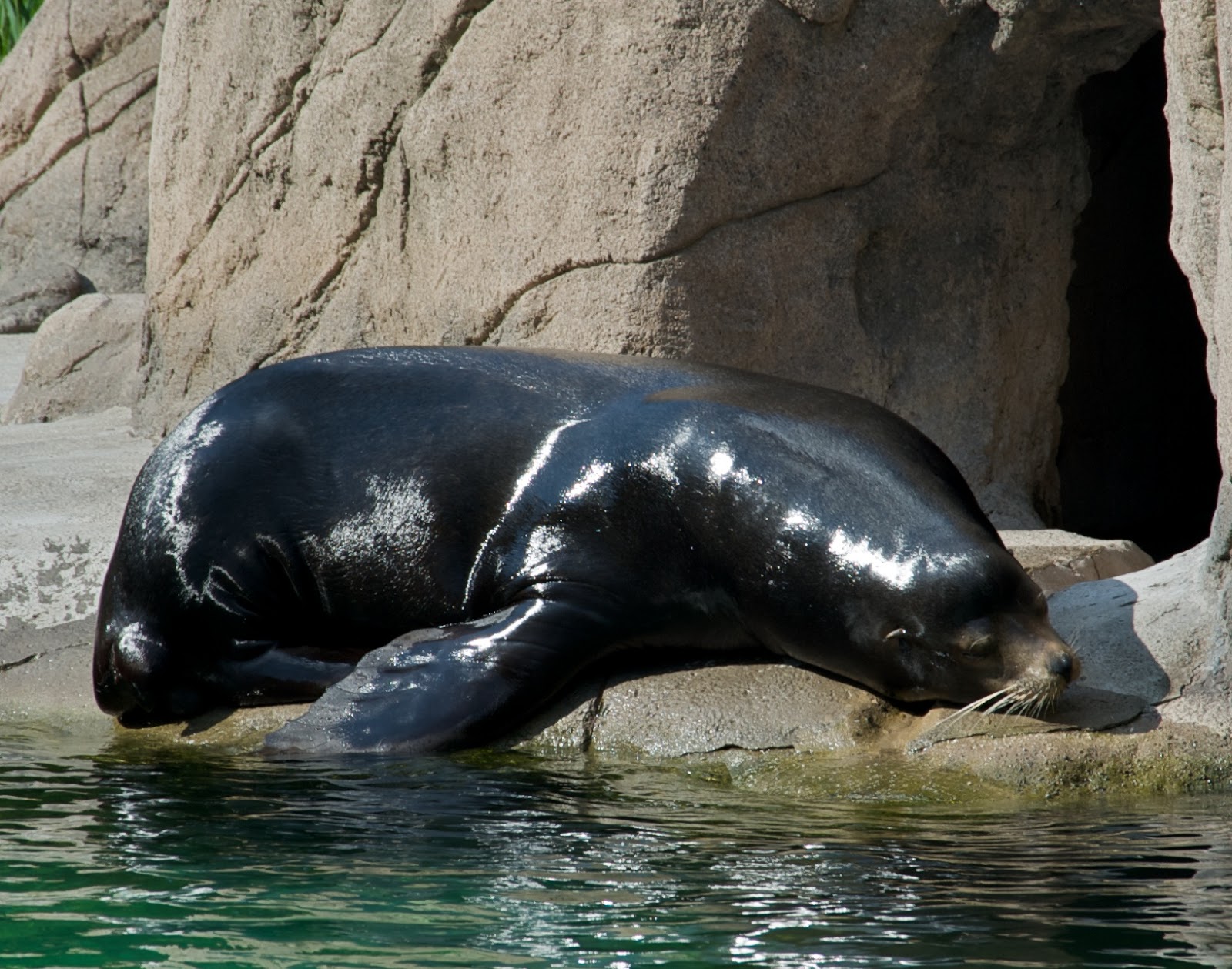 Trabajar en el zoo: Cuidados del león marino de california