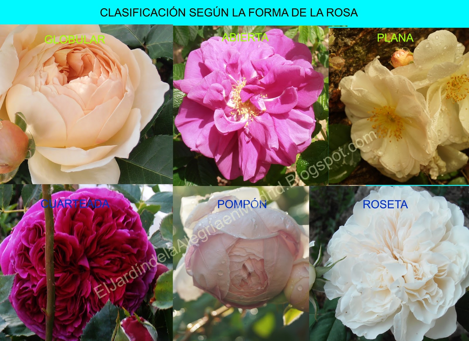 El jardín de la alegría : Morfología de la rosa