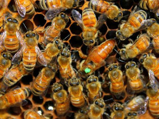 Ciri2 Ratu Lebah Madu