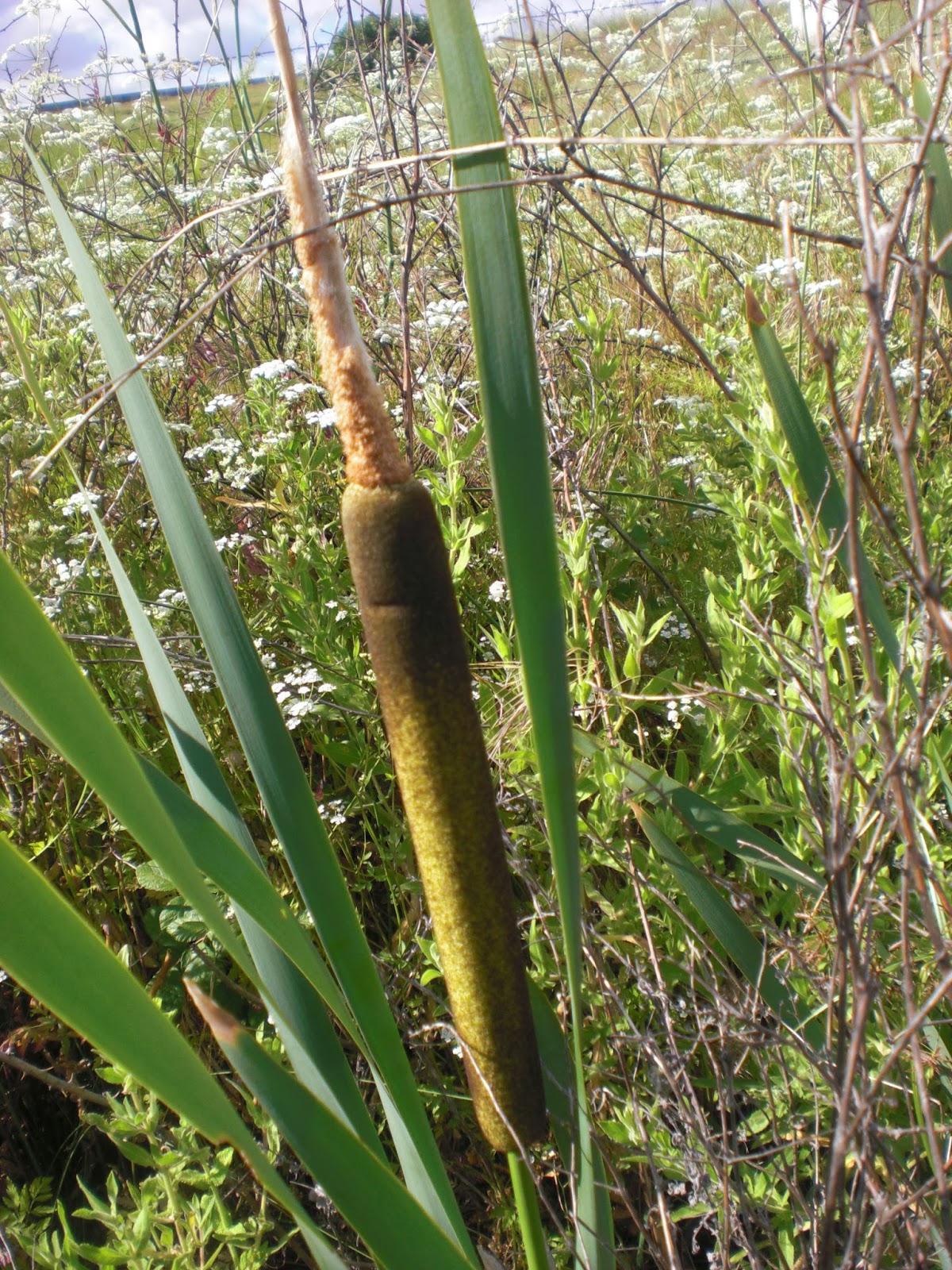 Perfumes y luces de Extremadura: Enea, Typha latifolia.