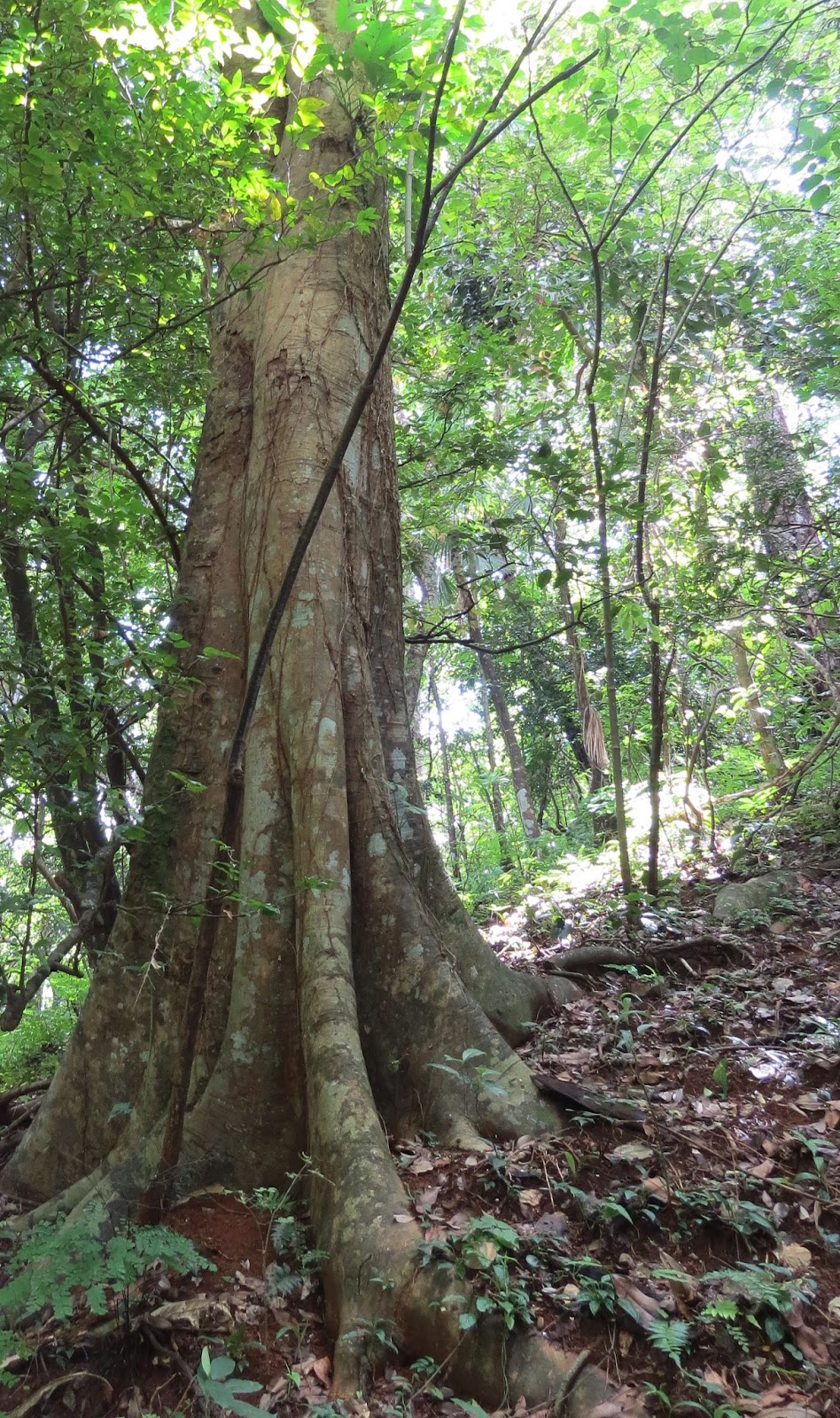 letrasenelojo: Abarco de río: corpulento y majestuoso