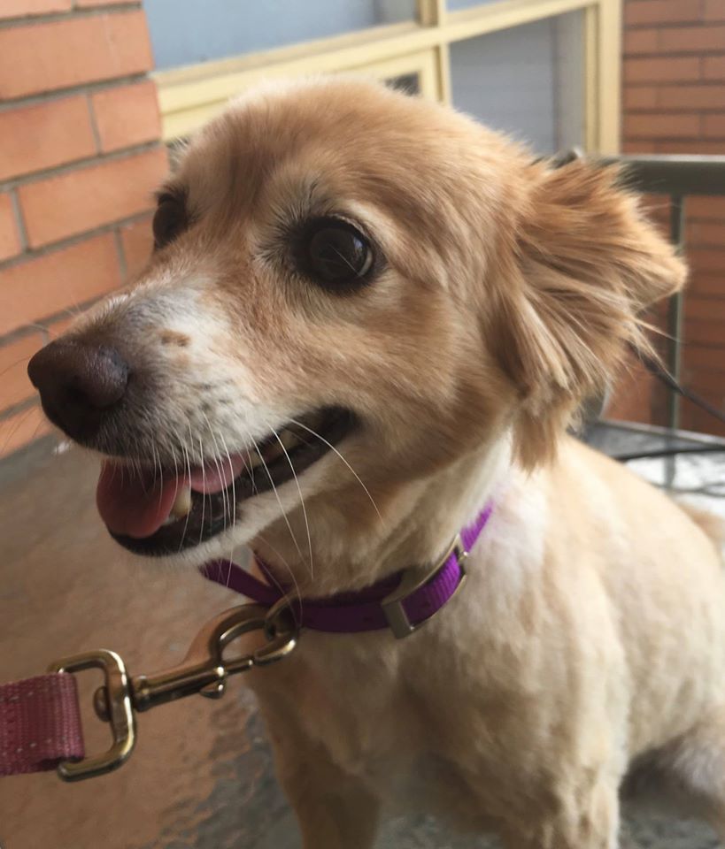 Chihuahua Rescue Victoria Dog Roll: BINDI