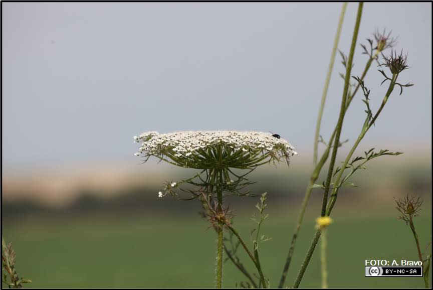 FAUNA AUXILIAR: FAM. APIACEAE (UMBELLIFERAE)