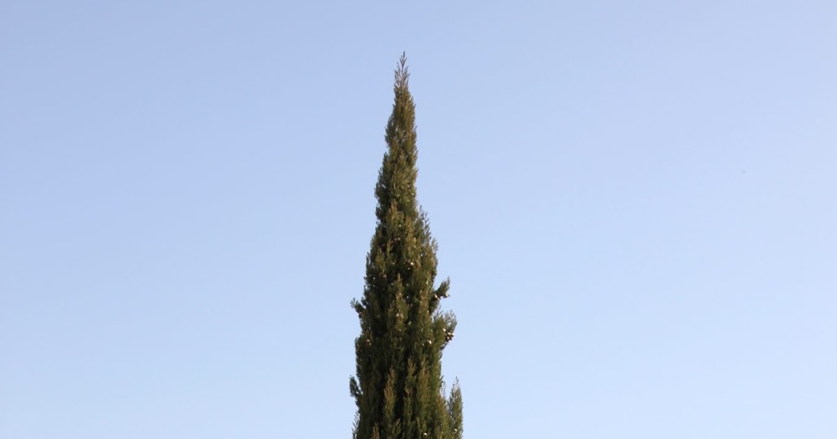 Cupressus «ciprés» - Id Plantae