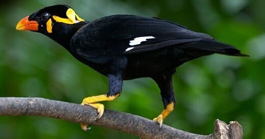 Beo Birds From Indonesia ~ Bird Of Asia