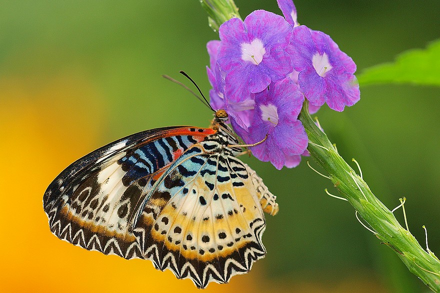 School Of Digital Photography: Composition Tips for Butterfly Photography
