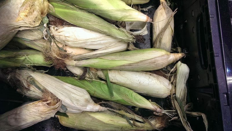 Homestead Hill Farm: Secret Agent