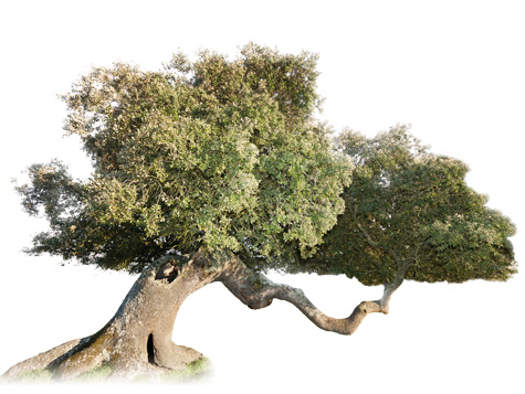 La encina de las mil ovejas