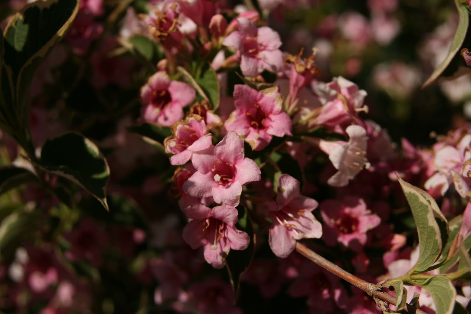 Paisatges i Jardins Landscapes and Gardens: Weigela floribunda 'variegata'