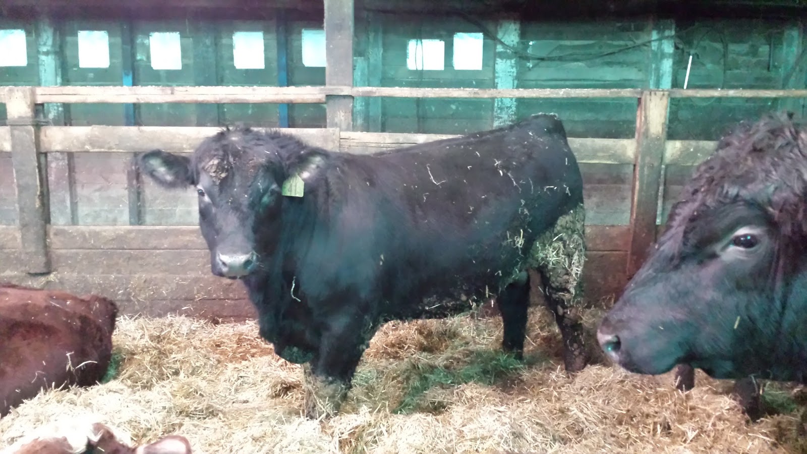PEI Angus Association: Angus Bulls for Sale