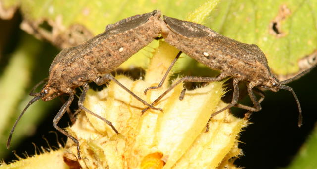 northeast naturalist: Squash Bugs
