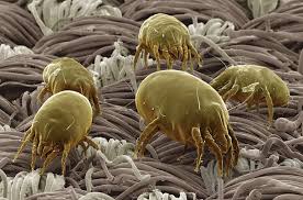 Image of dust mite in carpet (image from wikipedia.org)