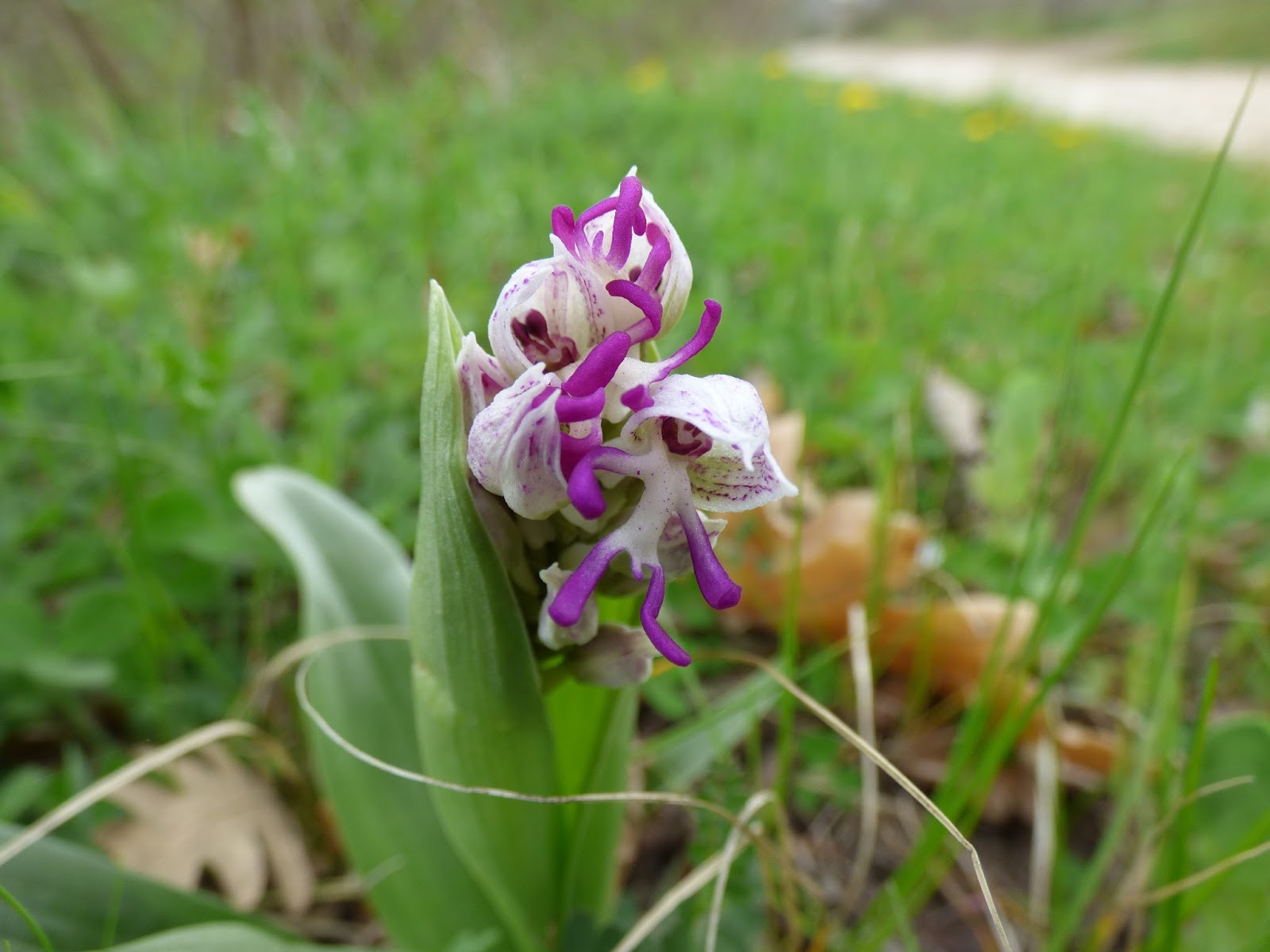 Flori din padure: Orhideea Orchis Simia sau Monkey Orchid in Bulgaria ...