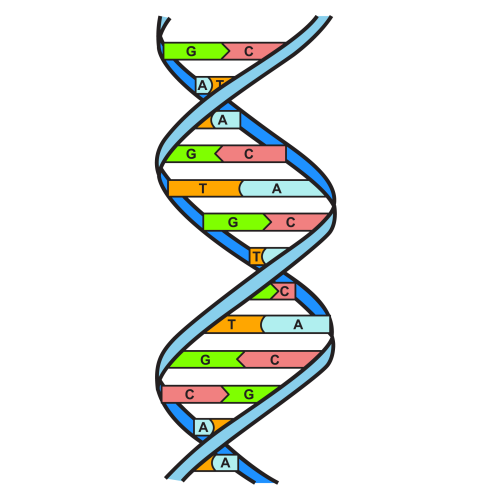 ADN, genes, cromosomas y alelos ~ Bioikosalas