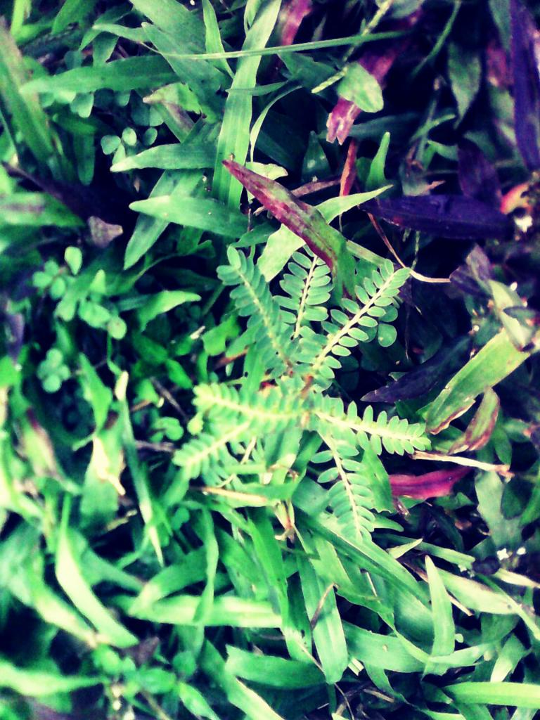 Gambar Daun Meniran Terlengkap | Kumpulan Gambar