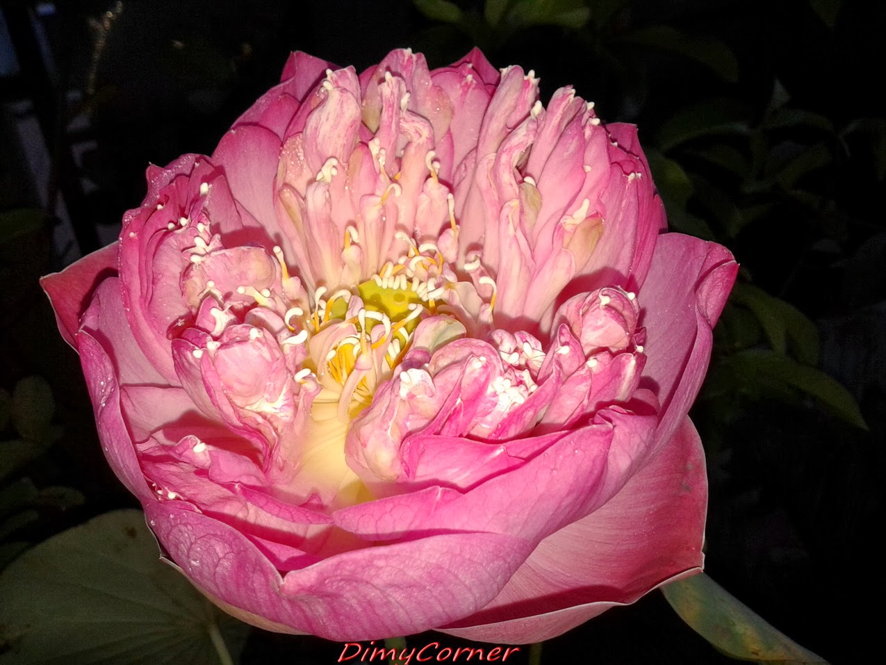 DimyCorner: Bunga Lotus si Cantik dari Tempat Berlumpur