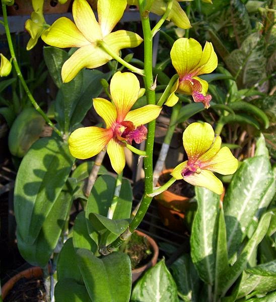 Fantastis 19+ Gambar Anggrek Kuning - Gambar Bunga Indah