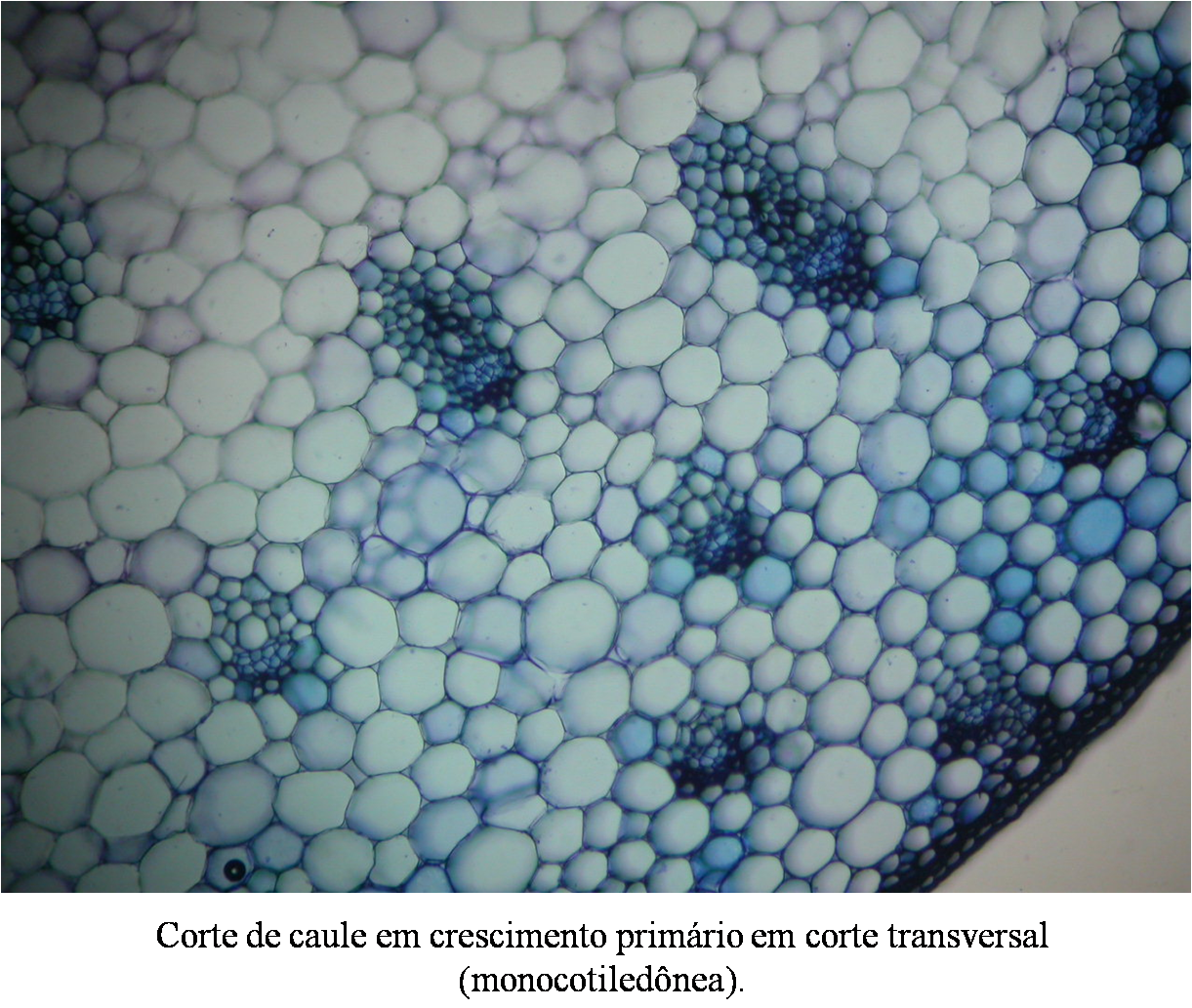 Asteraceae: Organização primária e secundária do caule.