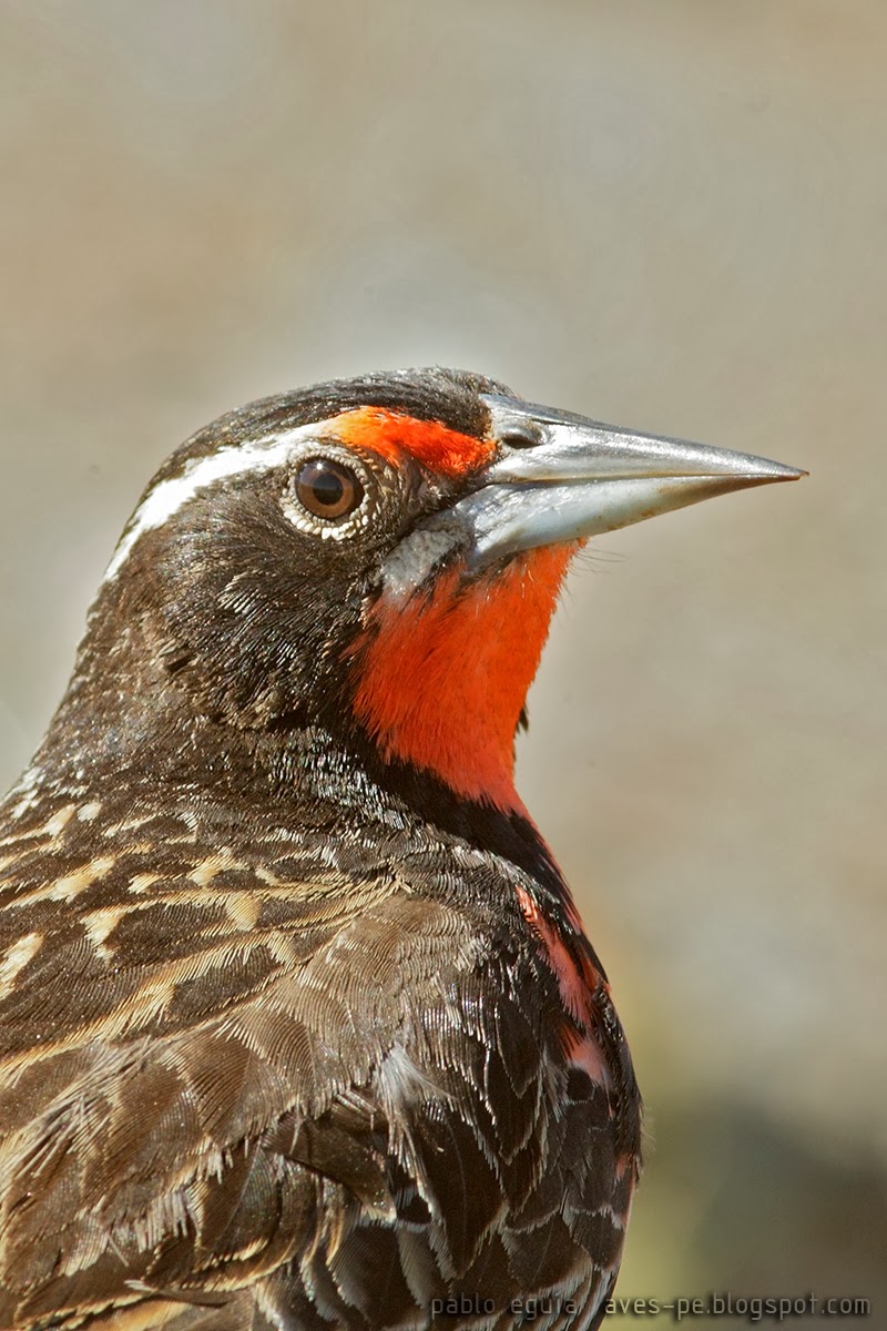 mis fotos de aves: Leistes loyca Loica Long-tailed Meadowlark