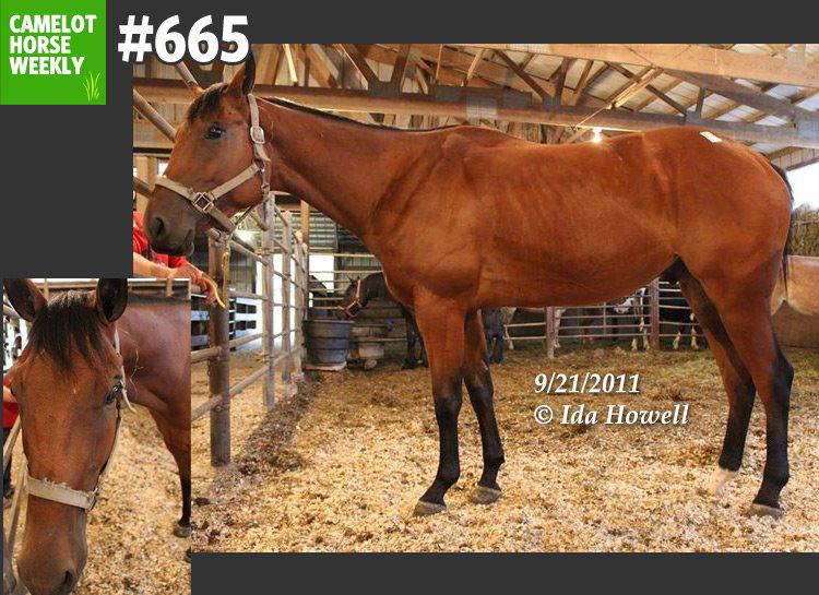 Our Rescue Horse, Foster