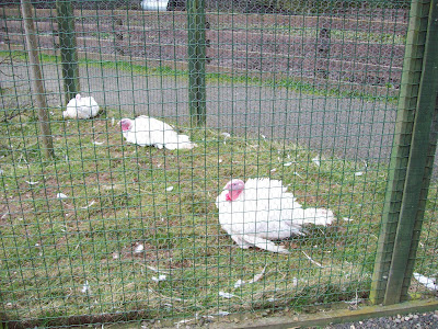 Talk From The Timber: October 2011