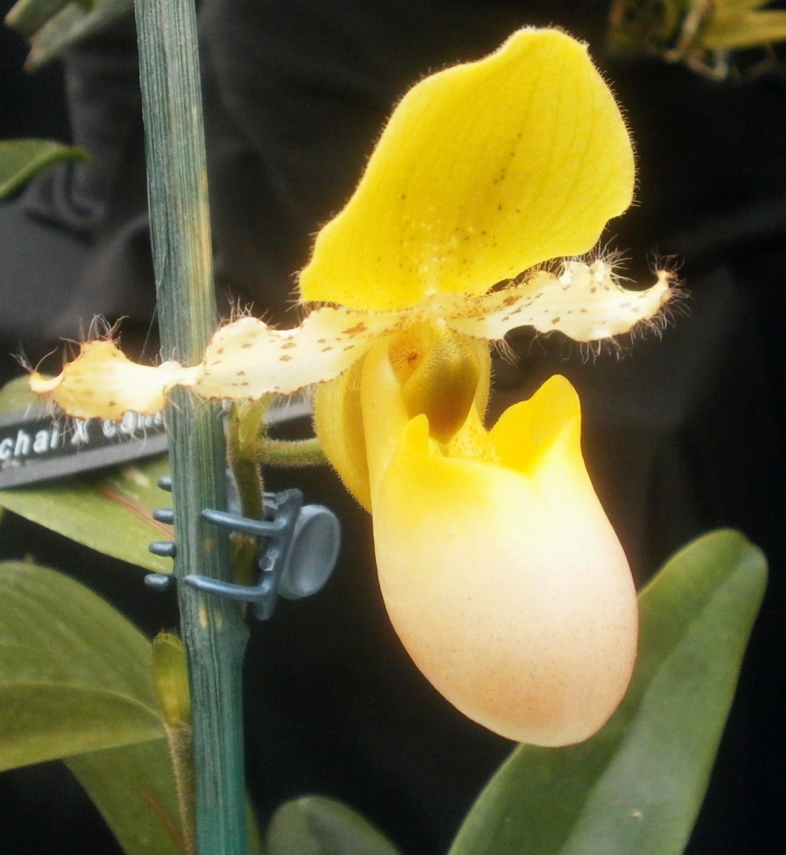 Plants are the Strangest People: Pretty picture: Paphiopedilum Pinocchio