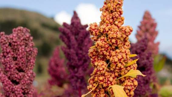 Quinoa, un auténtico superalimento