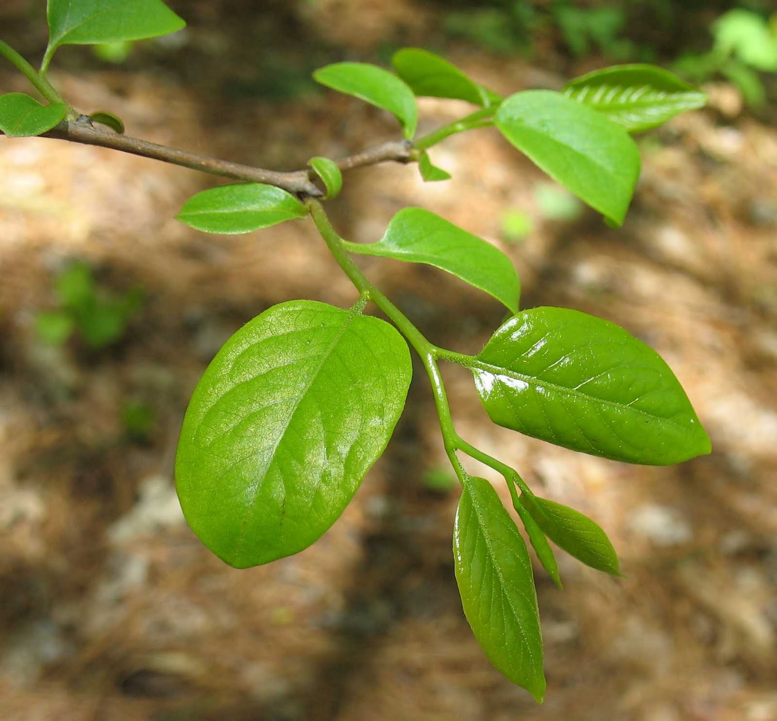 Persimmon Tree Leaves