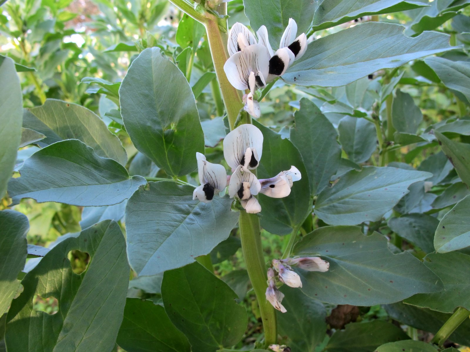 FLORA NEL SALENTO e.. anche altrove: Vicia faba L.- Fabaceae - Fava