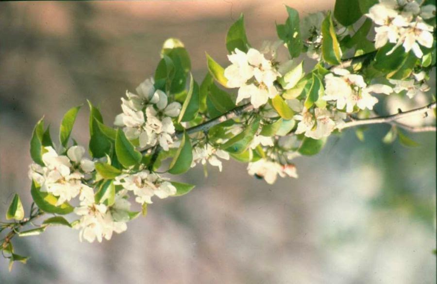 Future Plants by Randy Stewart: Ornamental Pears - Pyrus
