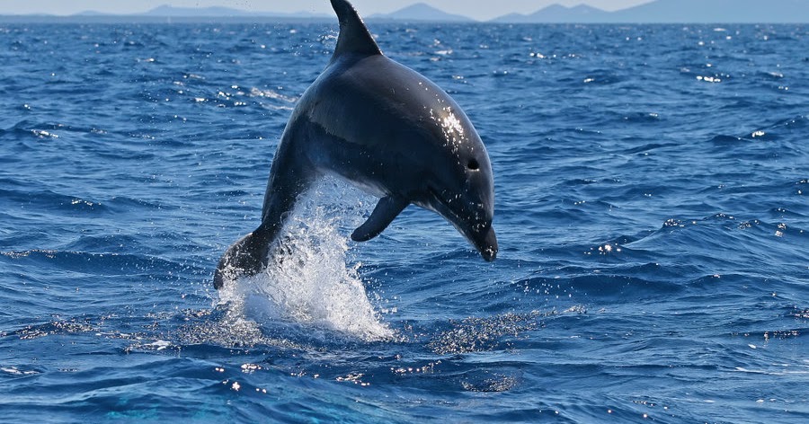 White Wolf : 5 Captive Dolphins to Be Released (Video)