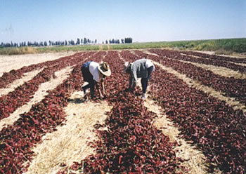 Exportaciones Peruanas de Páprika: NORMA TECNICA PERUANA (II Parte)