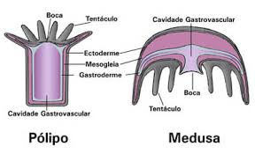 A Culpa é da Biologia: Cnidários