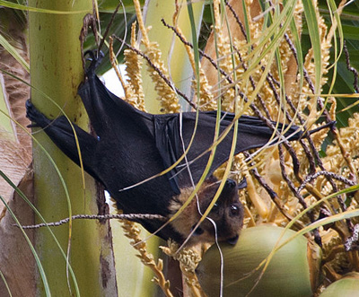 Synapsida: January 2016