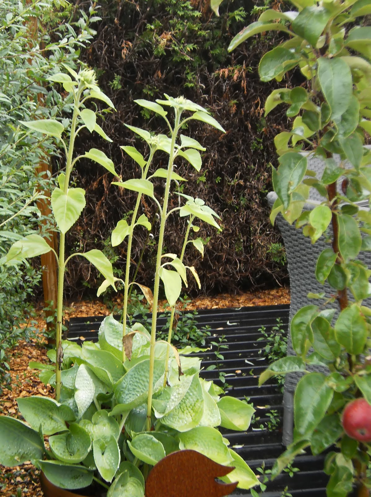 Patchwork-blomsten: Solsikker .....