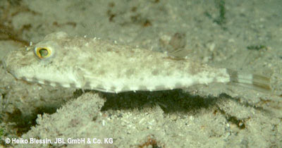 Scorpion Fish, Catfish, and Eels