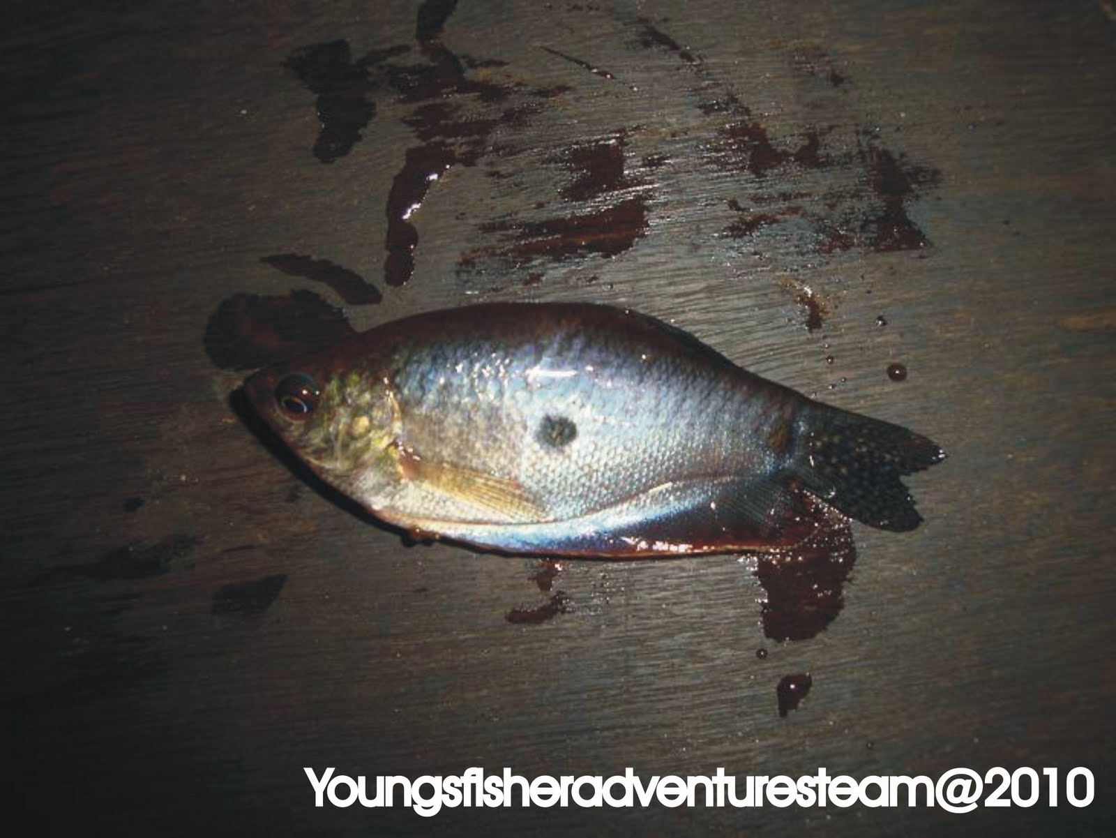 49+ Gambar Ikan Asin Sepat, Inspirasi Baru!