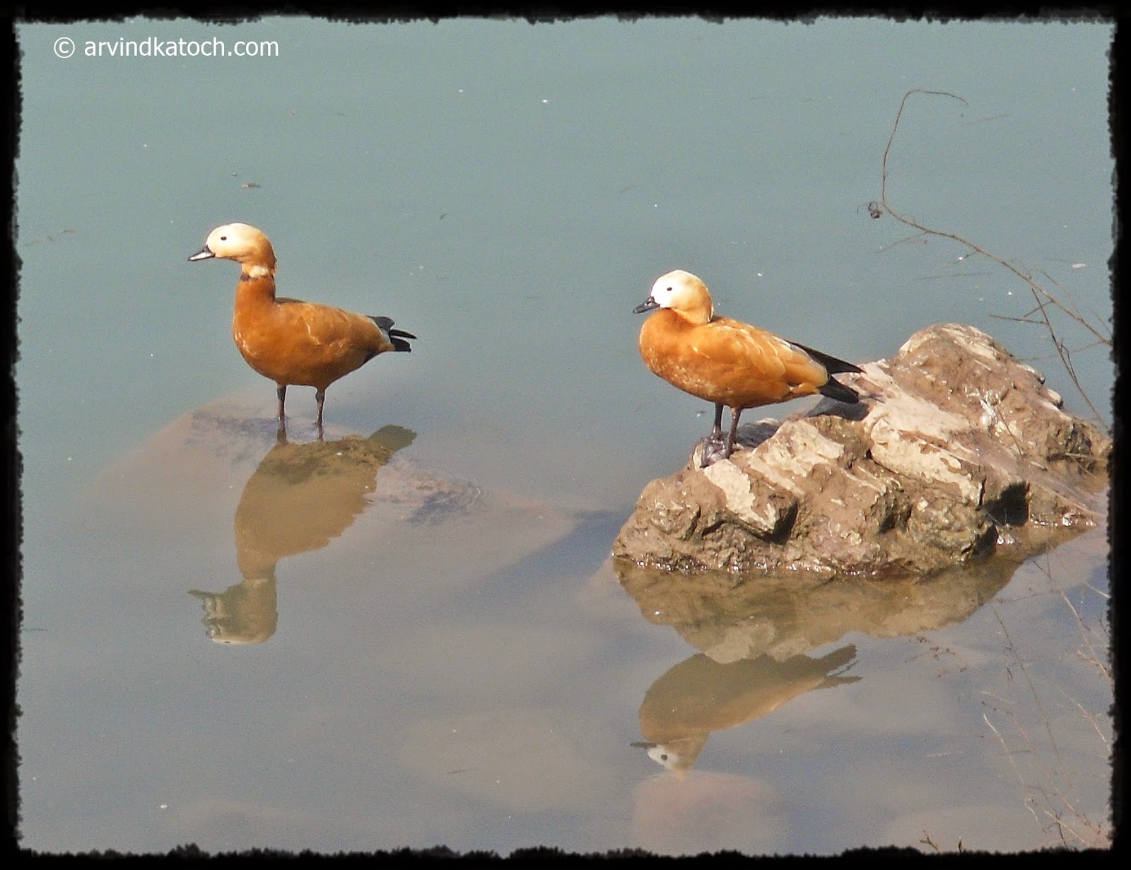 Ruddy Shelduck Facts