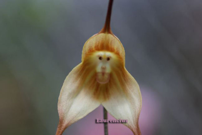 Foto Bunga Unik Dracula Simia, Anggrek Monyet dari Ekuador - Laurencius