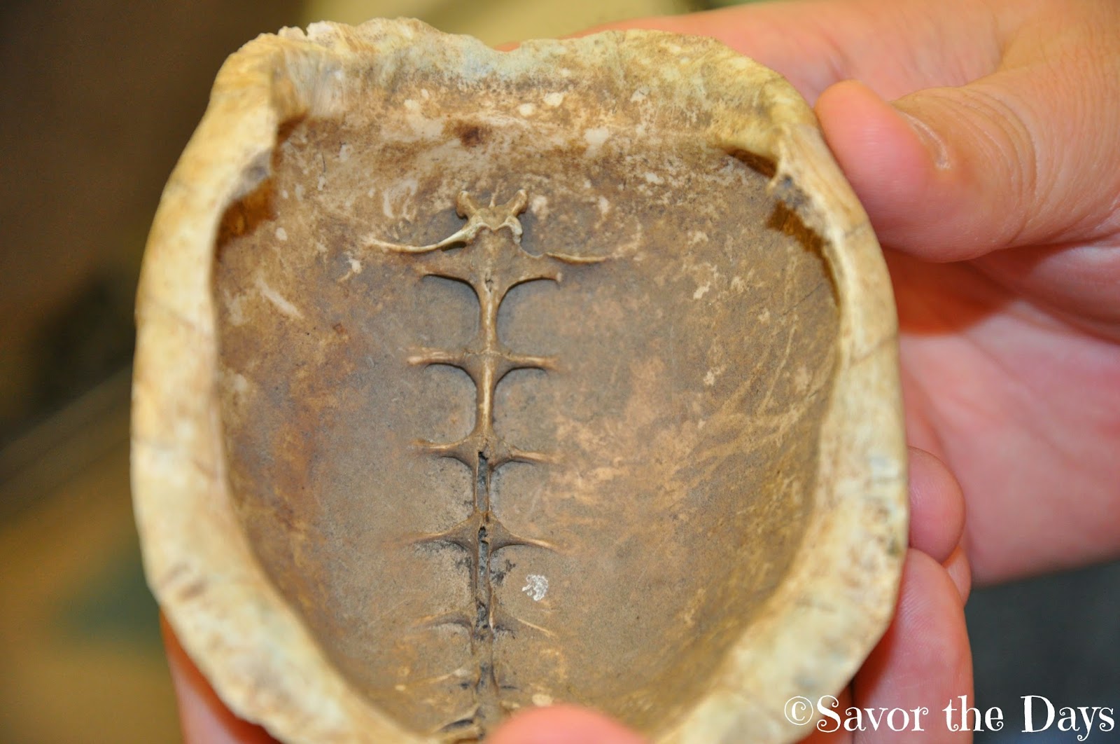 Savor The Days: Fort Worth Nature Center and Refuge {Family Nature Walk}