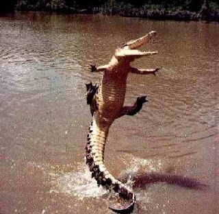 Wiki World: Alligator Wins Lottery and Jumps for Joy