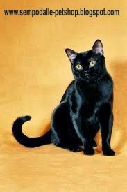 Pengetahuan Tentang Kucing / Cat: Jenis - Jenis Ras Kucing Di Dunia